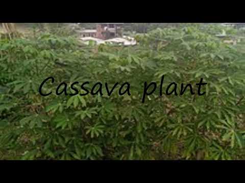 How to pronounce Cassava plant in English?