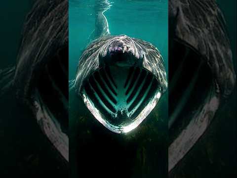 BASKING SHARK | Scariest Animals on earth that are completely harmless