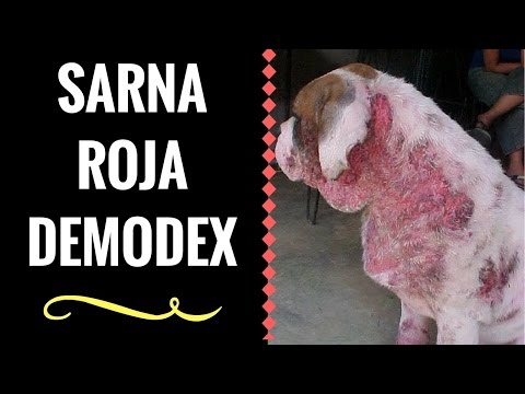 Sintomas de Demodex en Perros – La Temida Sarna Roja Hereditaria del ...