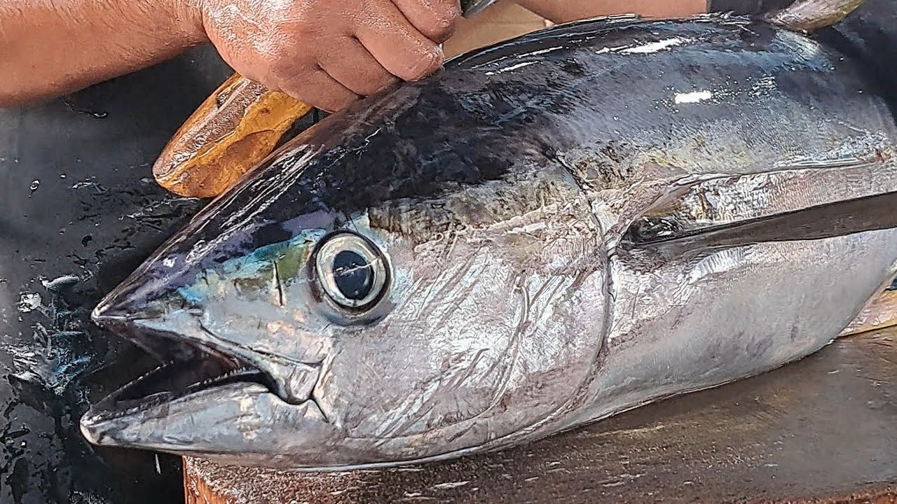 live! Pro Tuna Cutting Skills