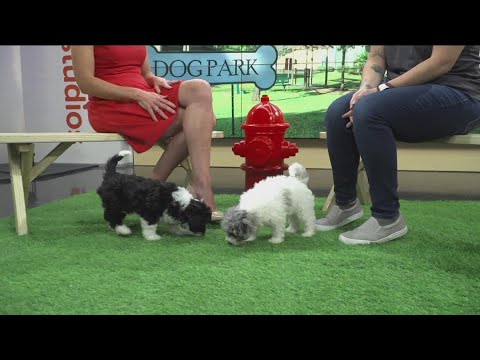 Clear the Shelters: Meet these adorable, adoptable puppies