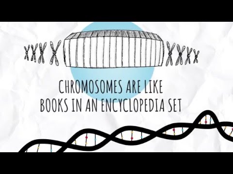 Genes & Chromosomes FAQ | Genetics 101 | Ambry Genetics