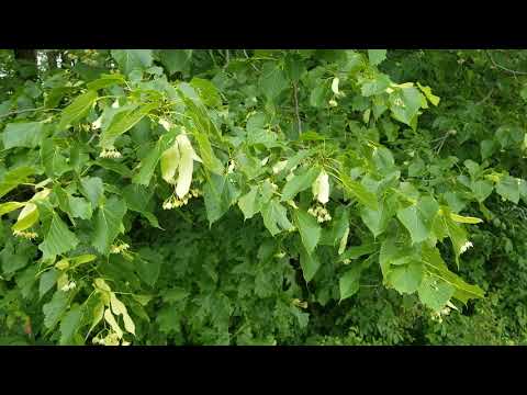 Linden Flowers