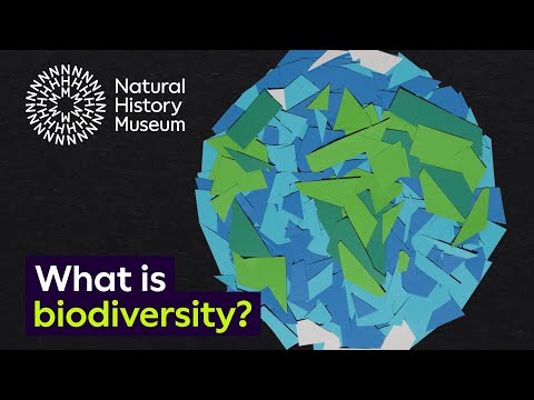 Biodiversity Art & Science | Infinity Reflected