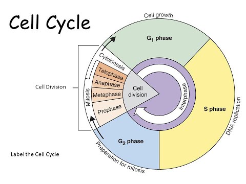 Metaphase mitosis
