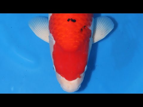 Koi Questions Answered!!