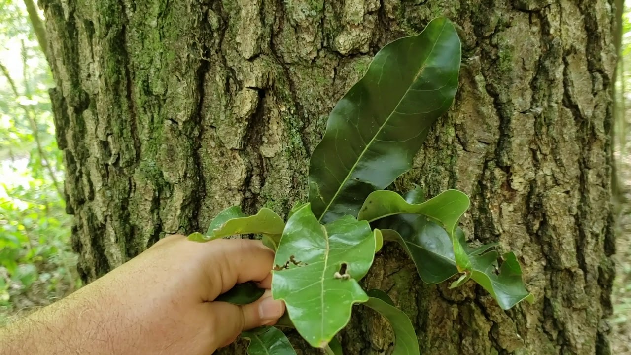 ID That Tree: Shingle Oak
