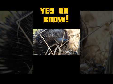 Is the Echidna one of the only egg-laying mammals? Yes or Know!