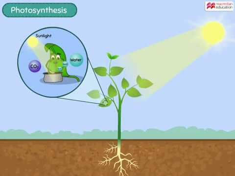 Photosynthesis | Macmillan Education India