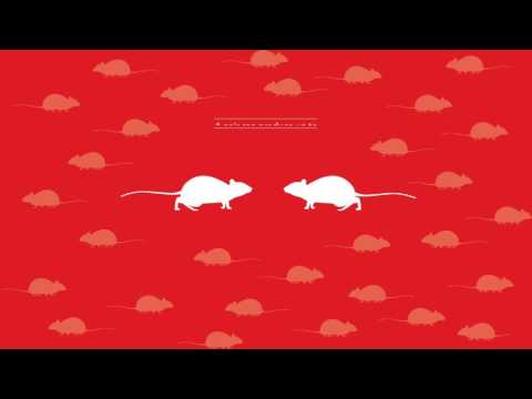 Top 5 UK Rat facts uncovered | Rentokil