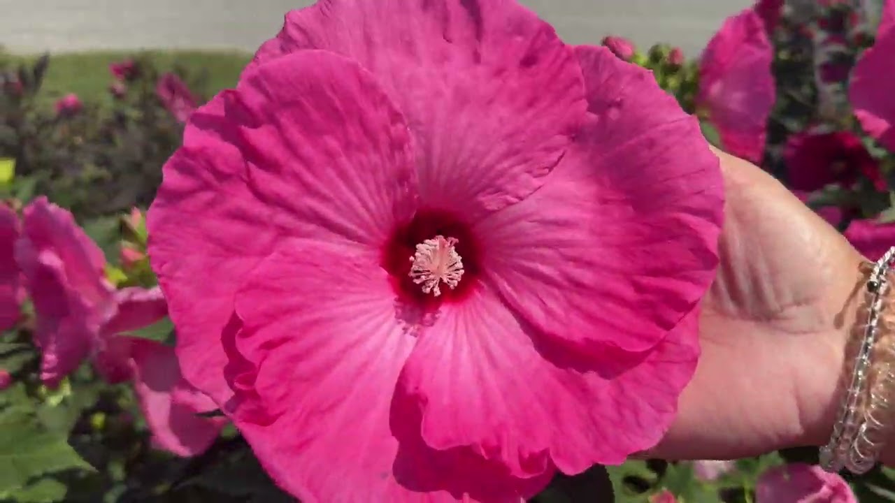 Hardy Hibiscus Side by Side Comparison