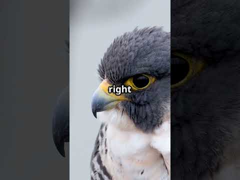 Peregrine Falcon – Faster Than a Formula 1 Car! 🏎️🐦 | Fastest Animal on Earth | #Shorts