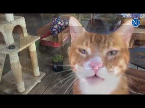 Journey’s End Animal Sanctuary needs volunteers, financial help