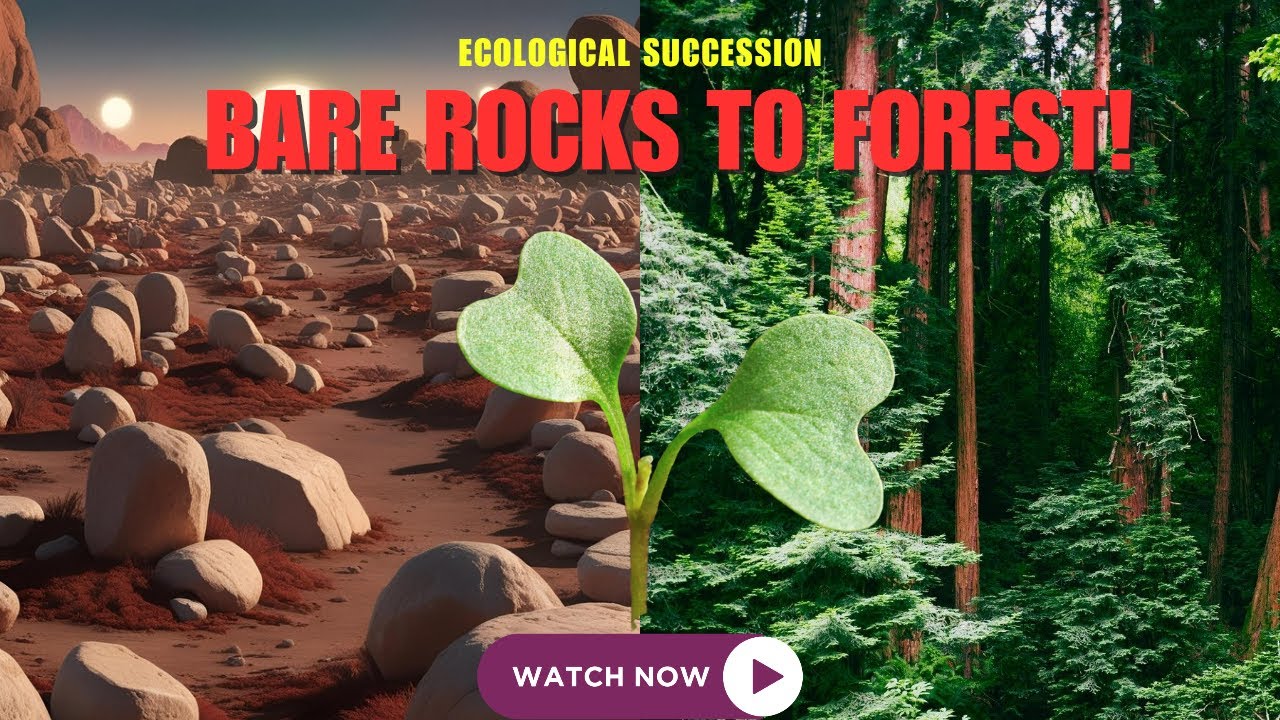 Concept of Ecological Succession | Ecology