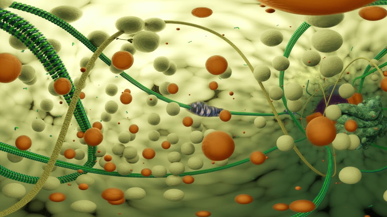 Virtual Reality - Inside a fungal cell