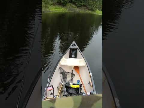 Why beavers SUCK #bassfishing #canoefishing #fishing