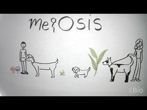 What is Meiosis?