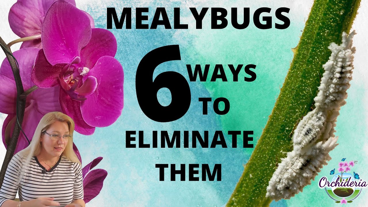Mealybugs on Orchids: 6 Methods to Eliminate Them for Good