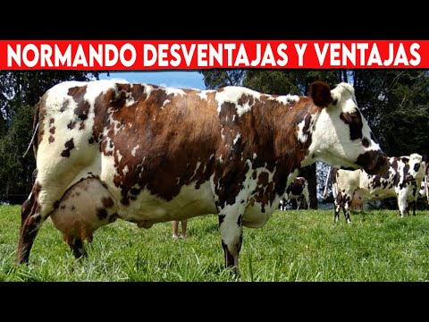 🔴 Raza Bovina NORMANDO Desventajas Y Ventajas ✅ Vacas Lecheras y Doble Propósito