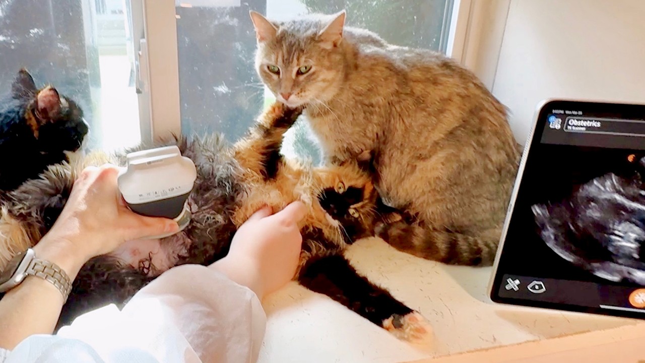 LIVE: Five cats about to give birth for the last time! 🐾🥰
