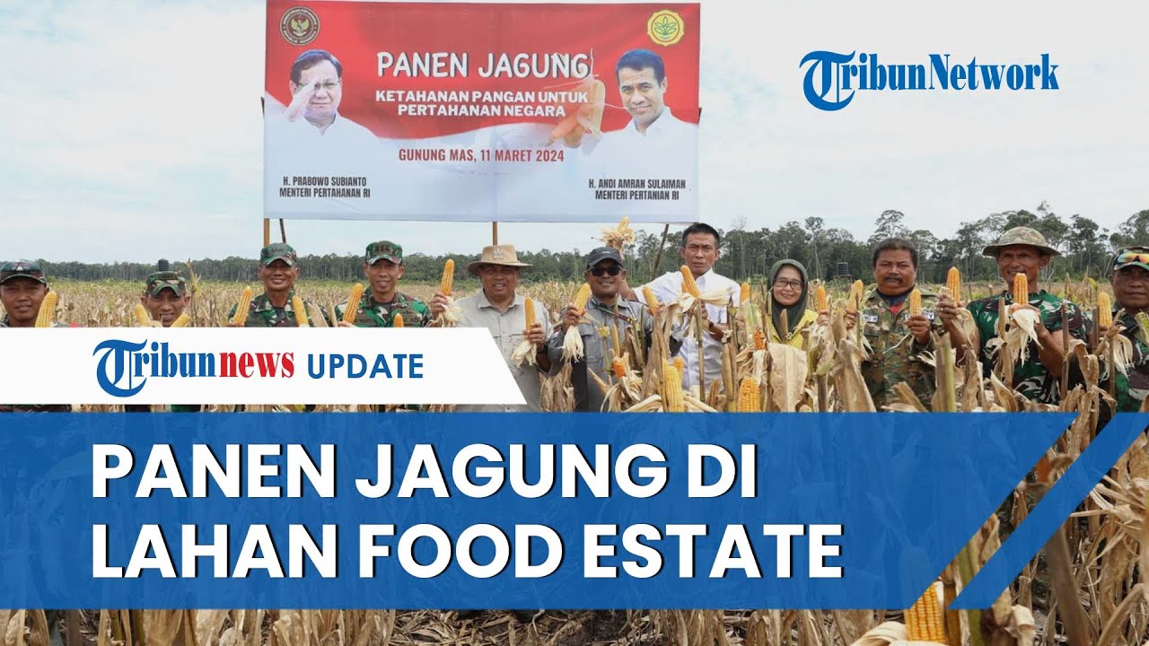 Sempat Dikritik, Kemhan Kini Pamer Panen Raya Jagung di Lahan Food Estate Gunung Mas Kalteng ...