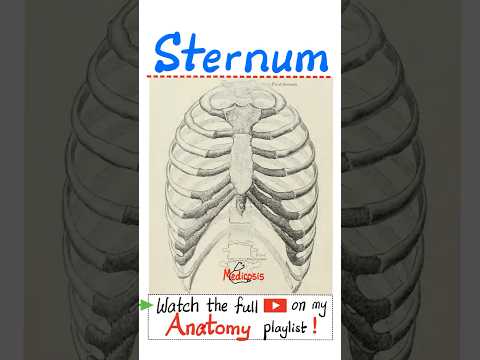 Anatomy of the Sternum (Thorax) -Chest Wall...#neuroanatomy #surgery #anatomy #physiology #nurse