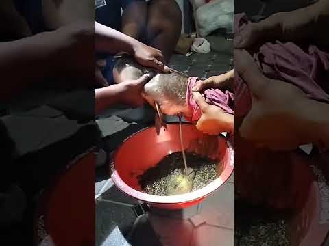 Proses Pemijahan Telur Ikan Lele