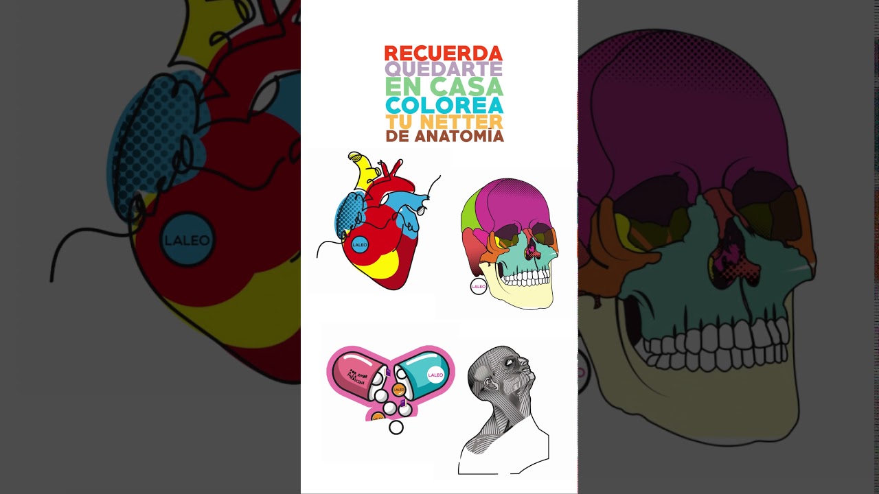 Anatomía de Netter para Colorear