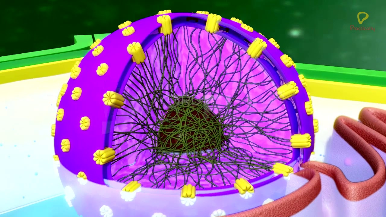 Practically's Concepts - Nucleus (Nuclear Envelope, Nucleoplasm & Nucleoli) - #LearnPractically