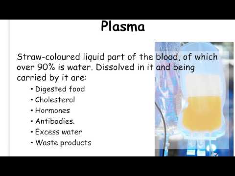 B3 Blood and Circulation
