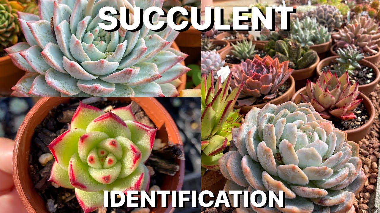 Succulent Identification (45+)