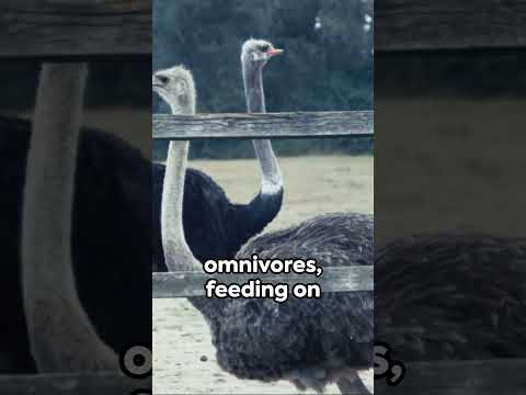 π¦€ππ Ostrich Facts #ostrich #youtubeshorts