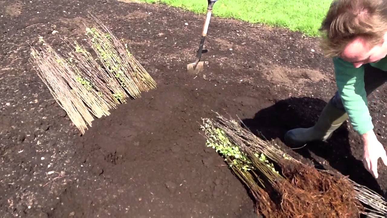 How to store your bareroot plants over winter if you are unable to plant them immediately
