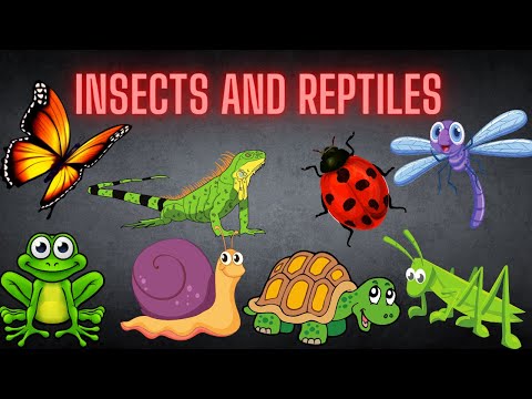 Reptiles and Insects Names For kids in English | Learn Reptiles and Amphibians for Children