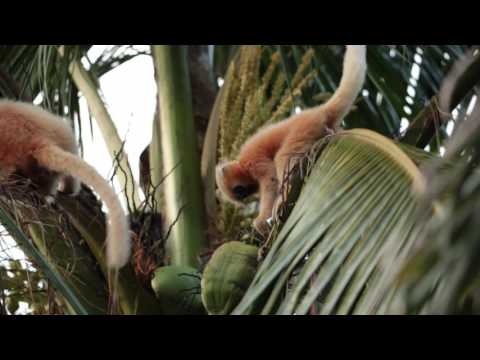 Group of golden langurs (Trachypithecus geei) feeding on coconut palms, Assam, India