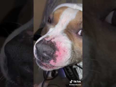 oboi.nell - He love his necklace from Bryan Anthonys !! @bryananthonys #petsoftiktok #pitbull
