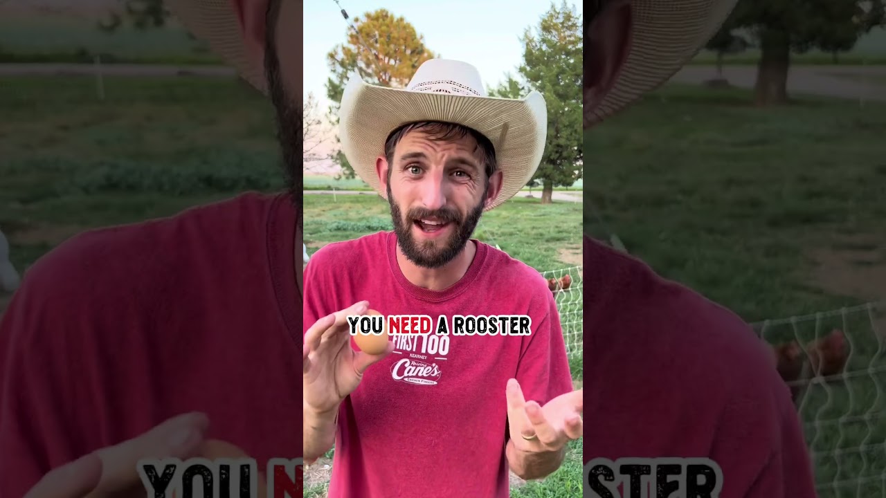 Are Roosters good for anything? 🐓🤔