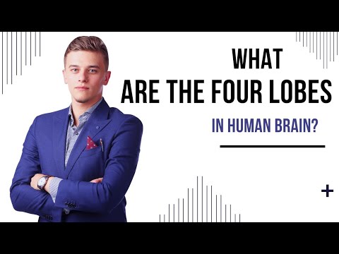 What are the Four lobes in Human Brain/Cerebellum and Cerebrum in Human Brain/Neurology &NLP SCIENCE