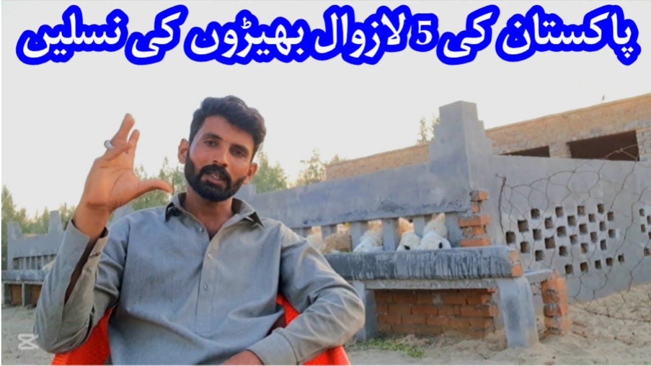 5 Famous Sheep Breeds of Pakistan