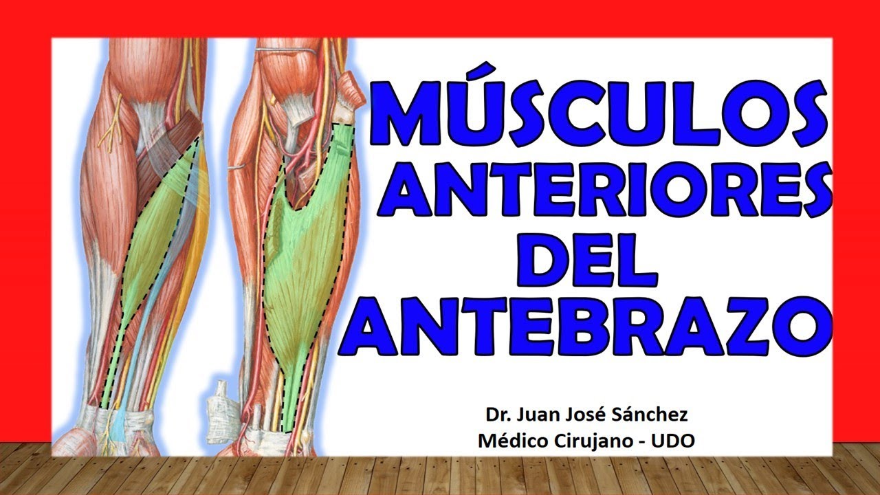 🥇 FOREARM MUSCLES OF THE FOREARM. Easy, Fast and Simple