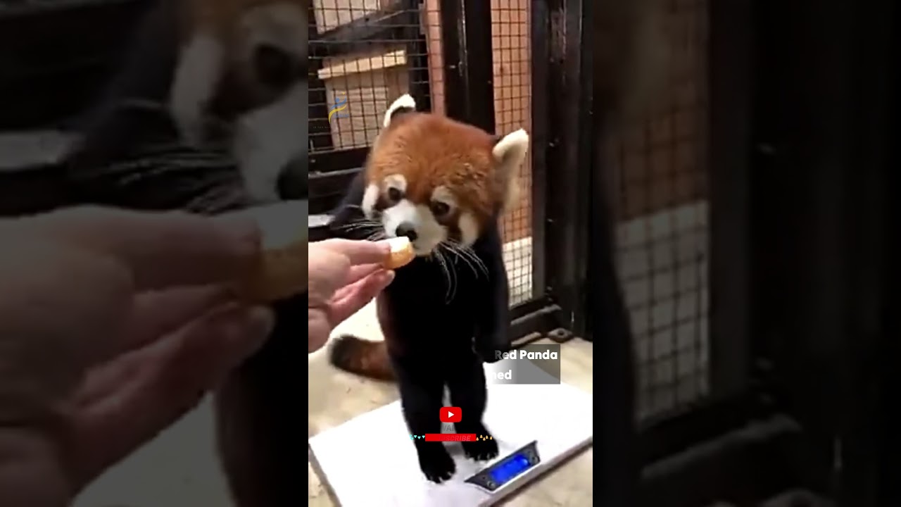 An apple a day makes the Red Panda happy to be weighed #youtubeshorts #wildlife