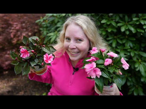 SunPatiens vs. New Guinea Impatiens