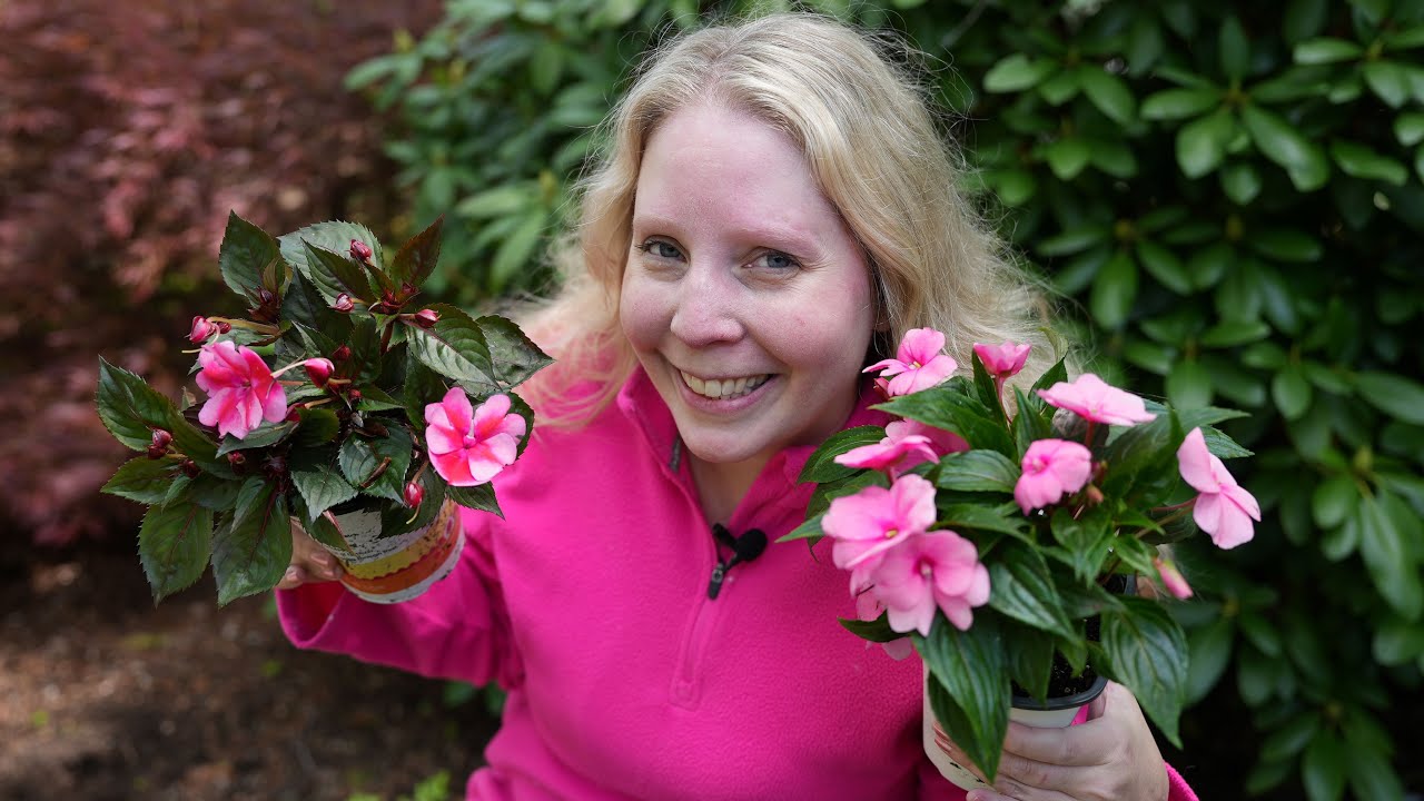 SunPatiens vs. New Guinea Impatiens