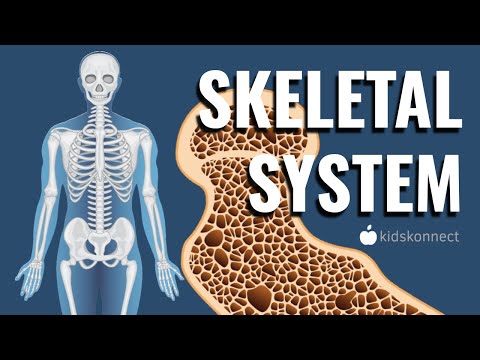 The Skeletal System For Kids | Names of Bones, Anatomy