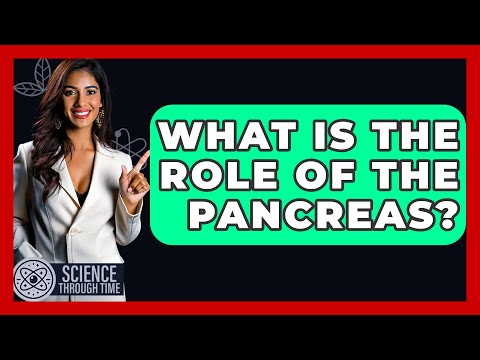What Is The Role Of The Pancreas? - Science Through Time