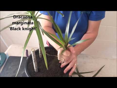How to Prune & Propagate your Draceana plants