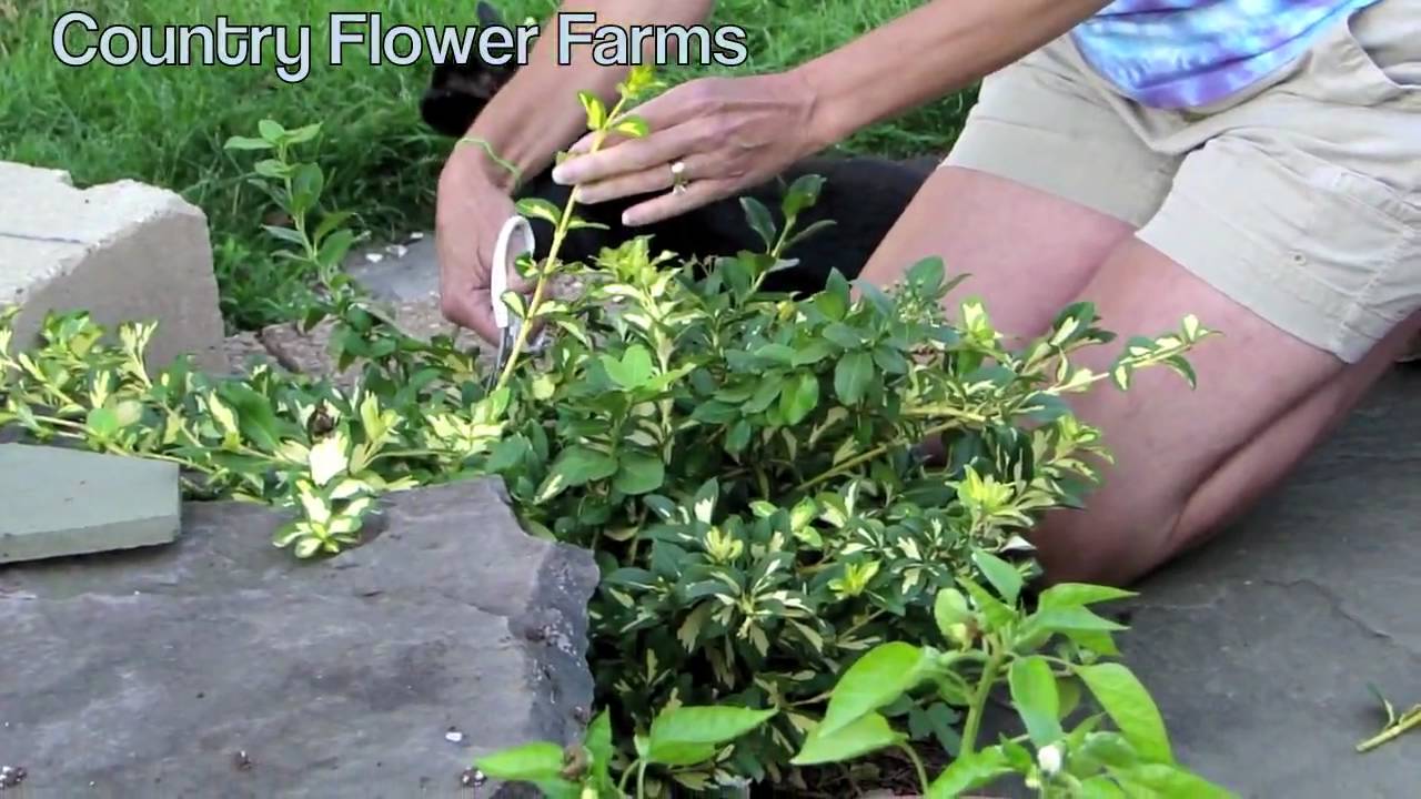 How to Prune Euonymus Moonshadow