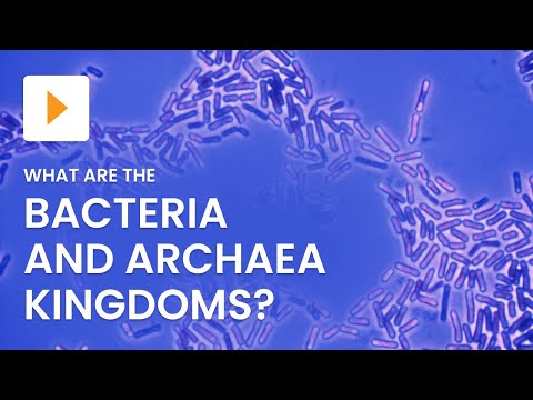 Bacteria and Archaea Kingdoms Explained | Science | ClickView