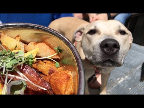 Brunch for dogs? It's on the menu at this Pa. restaurant