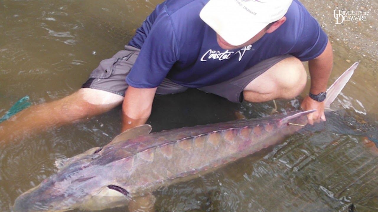 Jurassic Fish — Atlantic Sturgeon in Philadelphia